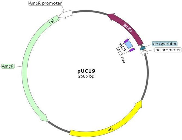 Plasmid Vector Map